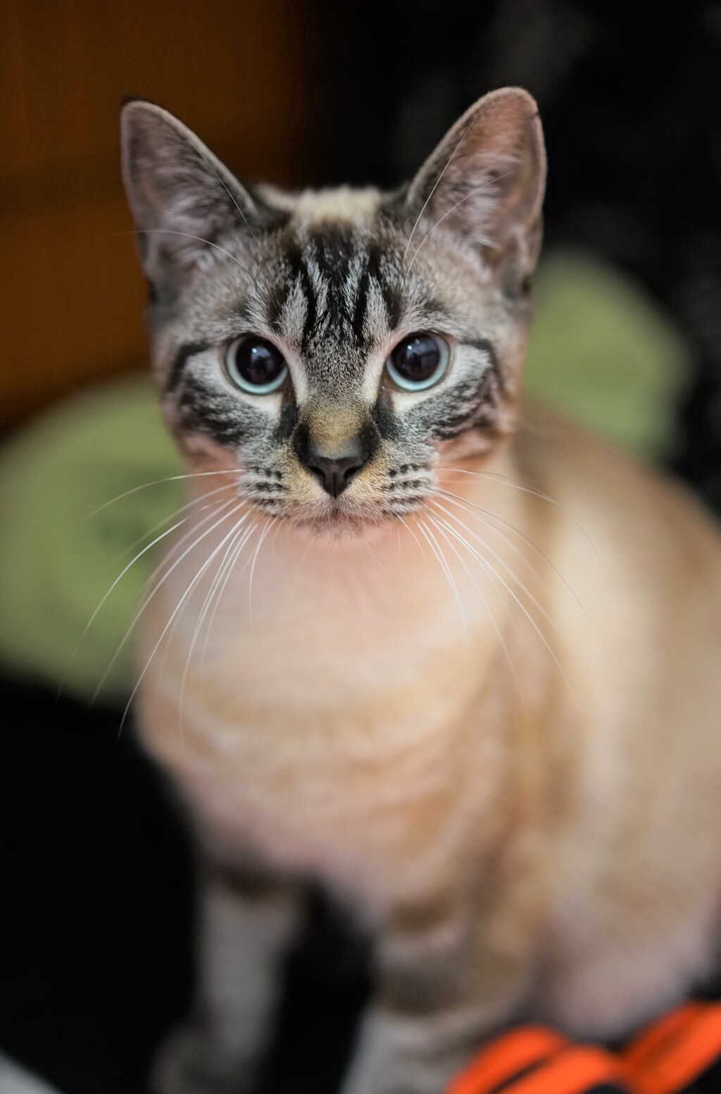 Kian - Male Layanese Mix Cat in QLD - PetRescue