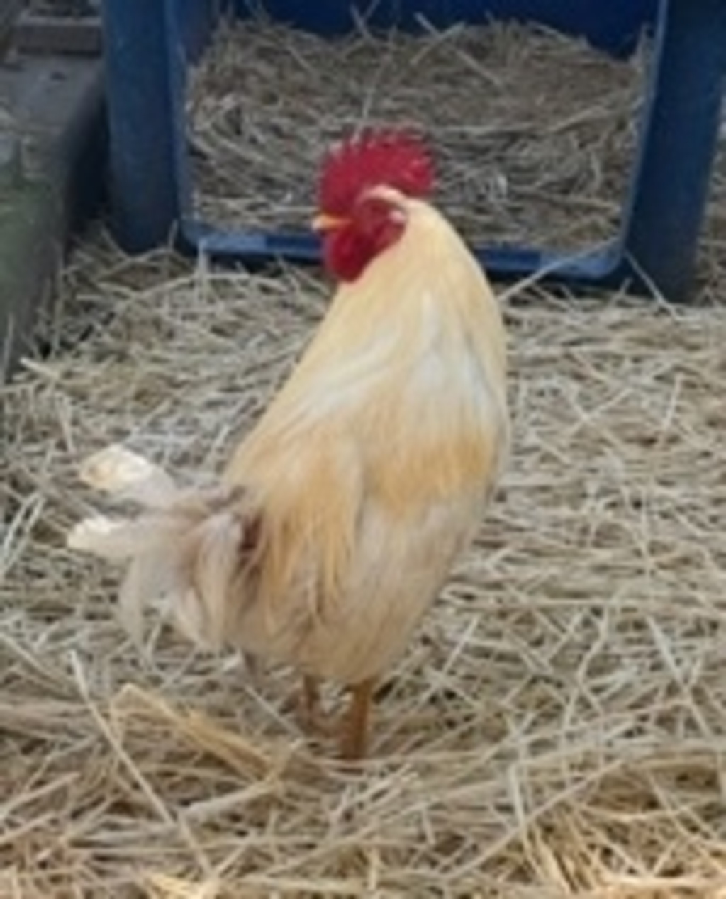 Dean - Male Rooster Mix Fowl in QLD - PetRescue
