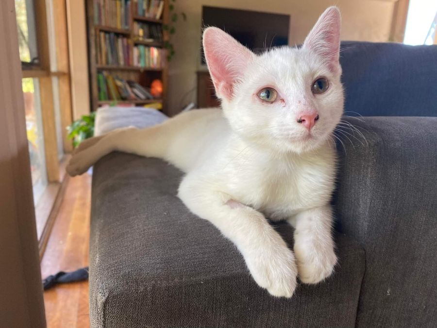 Waggin Tails Rescue - PetRescue