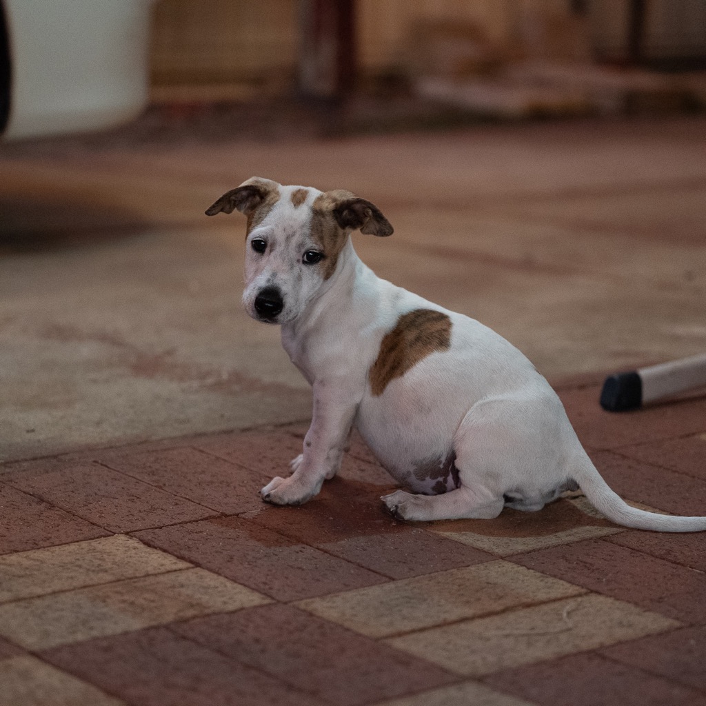 Amalia - Medium Female Mixed Breed Dog in WA - PetRescue