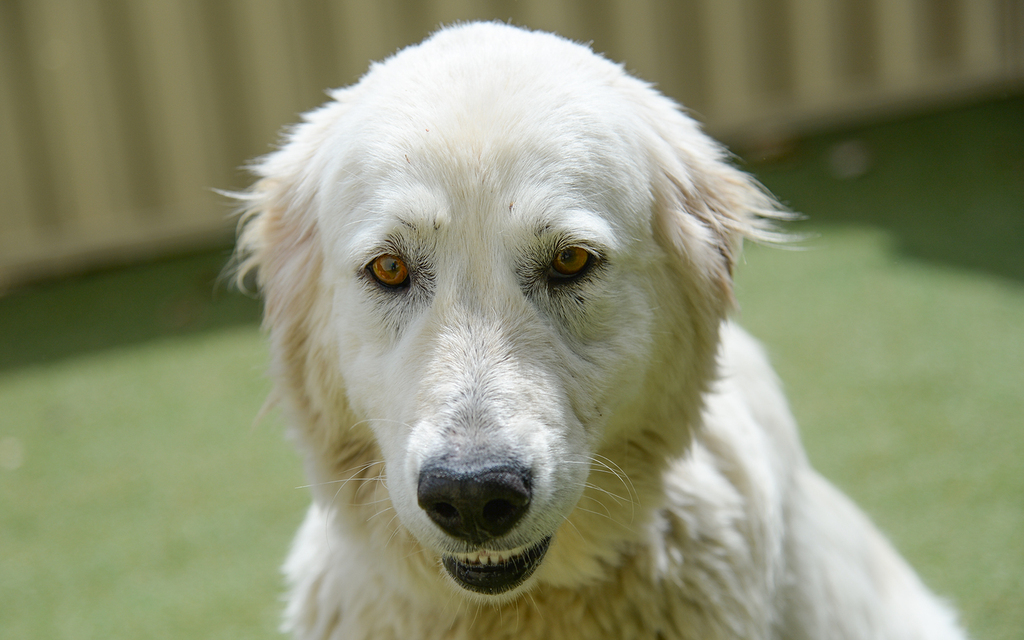 Sadie - Large Female Maremma Sheepdog Mix Dog in VIC - PetRescue