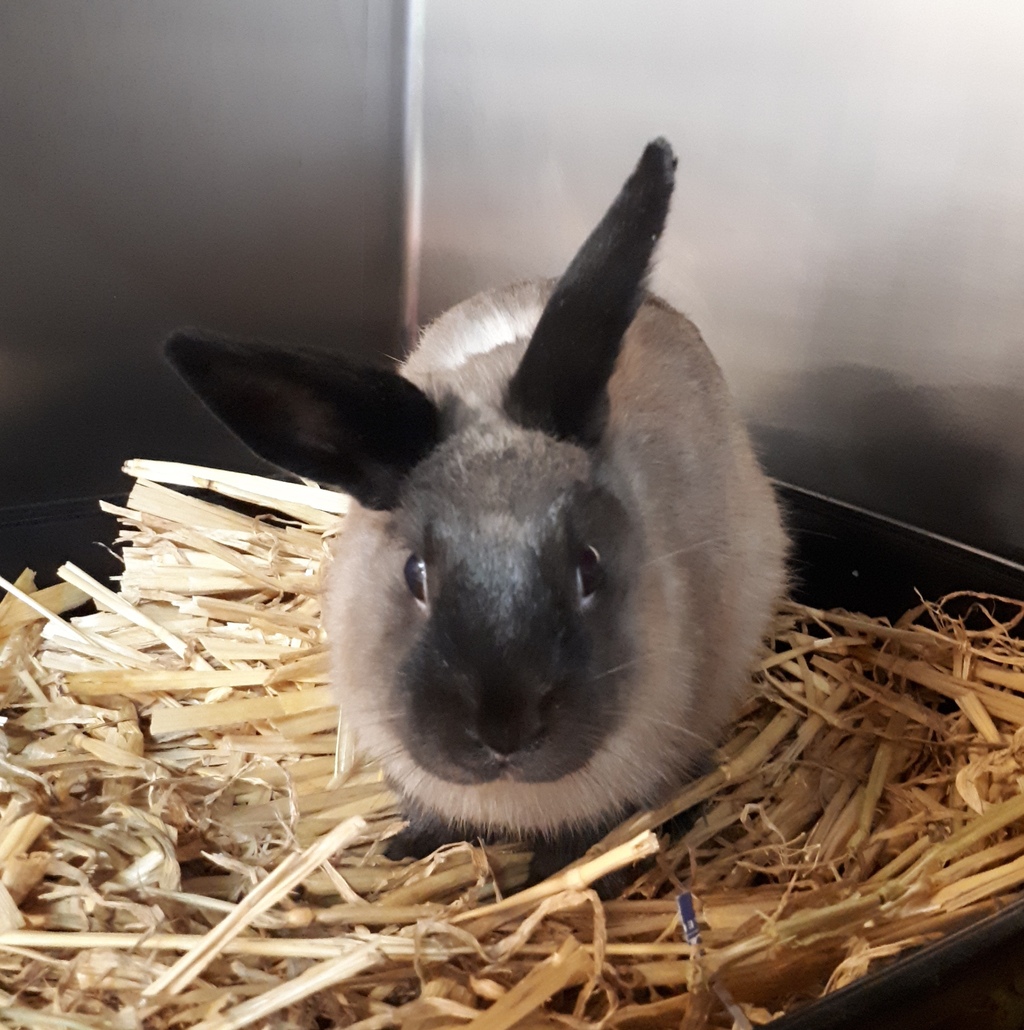 Esther - Female Dwarf Rabbit in VIC - PetRescue