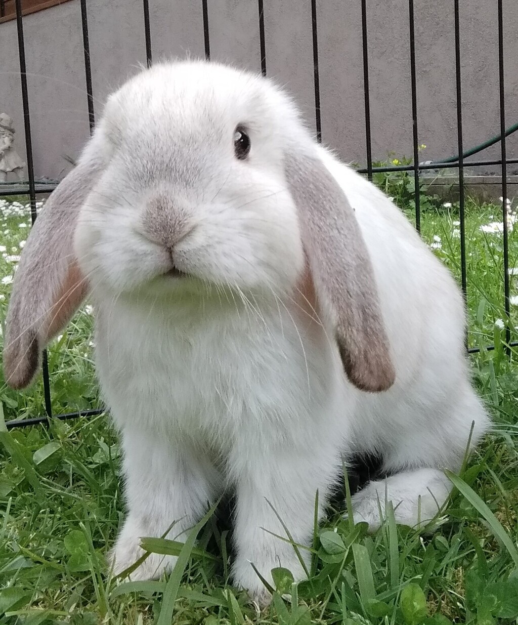 Cookie - Female Mini Lop Mix Rabbit in VIC - PetRescue