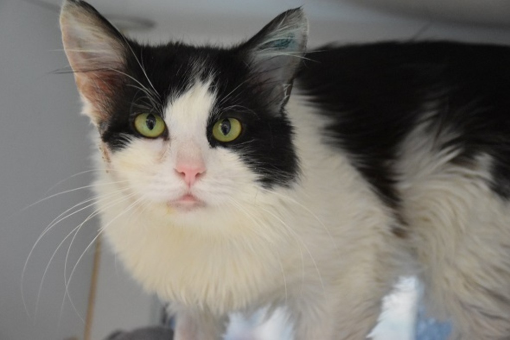 Simon - Male Domestic Longhair Mix Cat in VIC - PetRescue