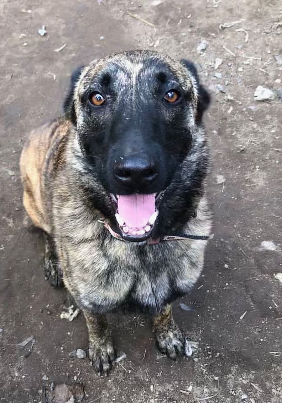 Jessie - Medium Female Belgian Shepherd - Malinois Dog in NSW - PetRescue