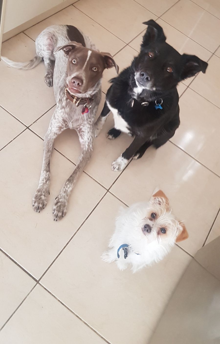 Cornish - Small Male Terrier Mix Dog in VIC - PetRescue
