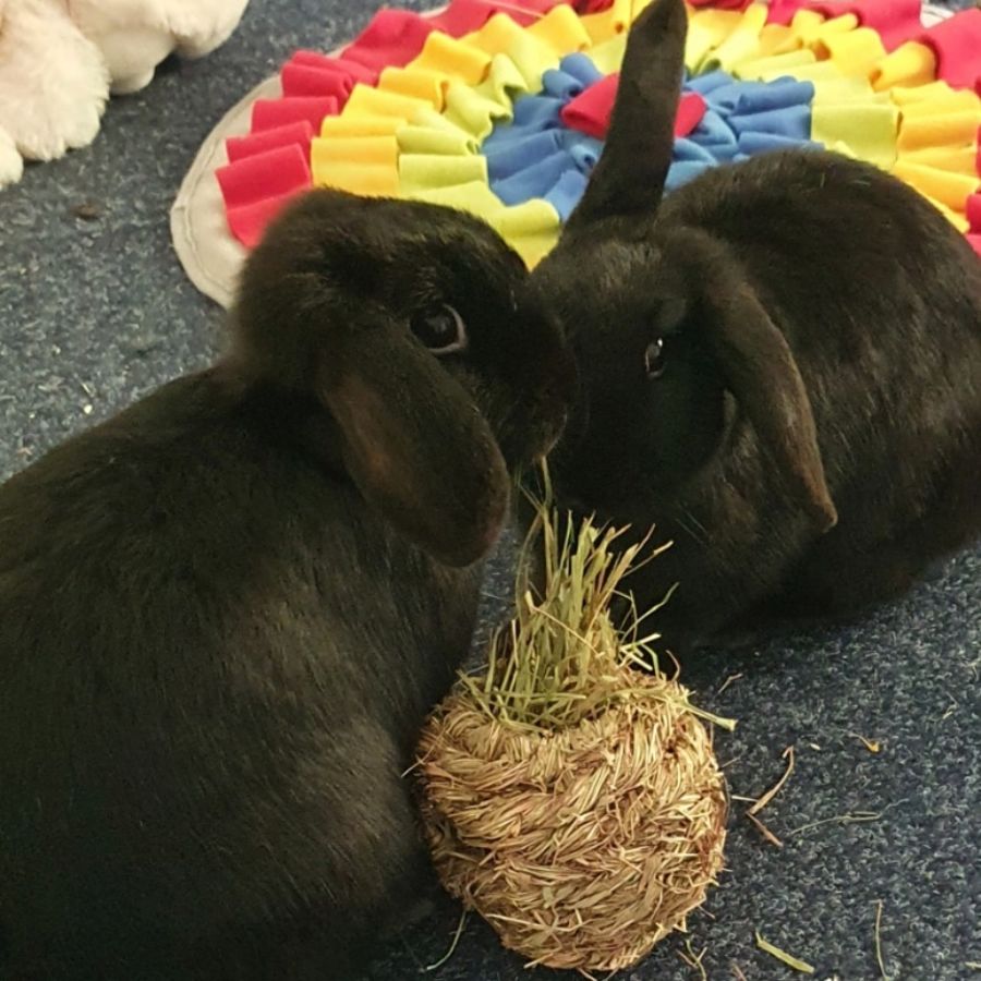 Layla and Lilly - Female Cashmere Rabbit in ACT - PetRescue