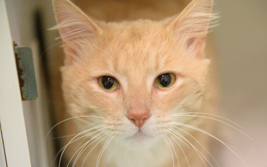 Ginger - Male Domestic Short Hair Mix Cat in VIC - PetRescue