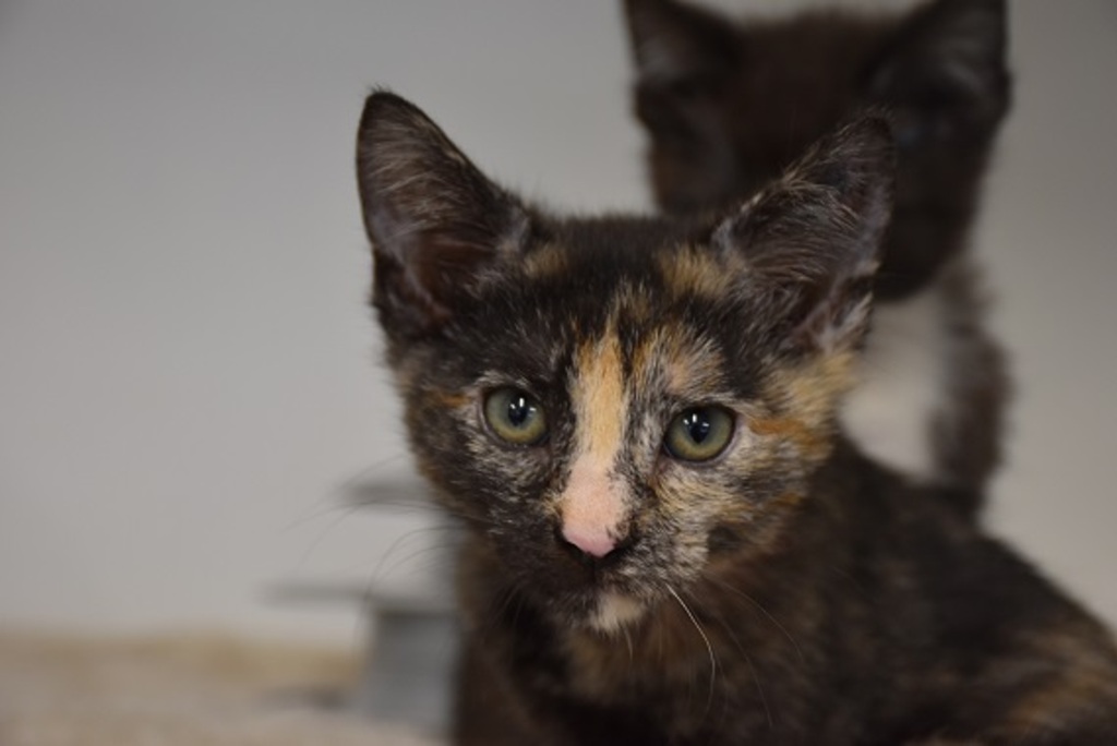 Jinx - Female Domestic Medium Hair Mix Cat in VIC - PetRescue