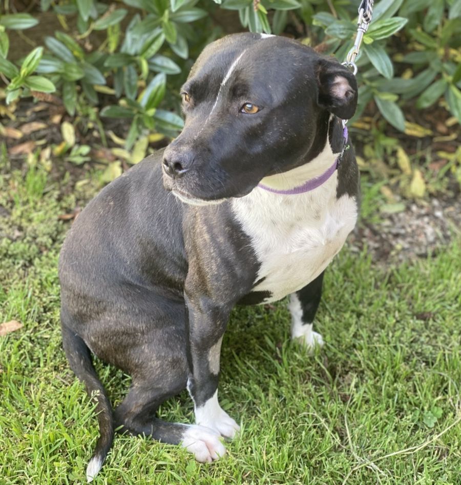 Bunny - 58368 - Medium Female Staffy Dog in VIC - PetRescue