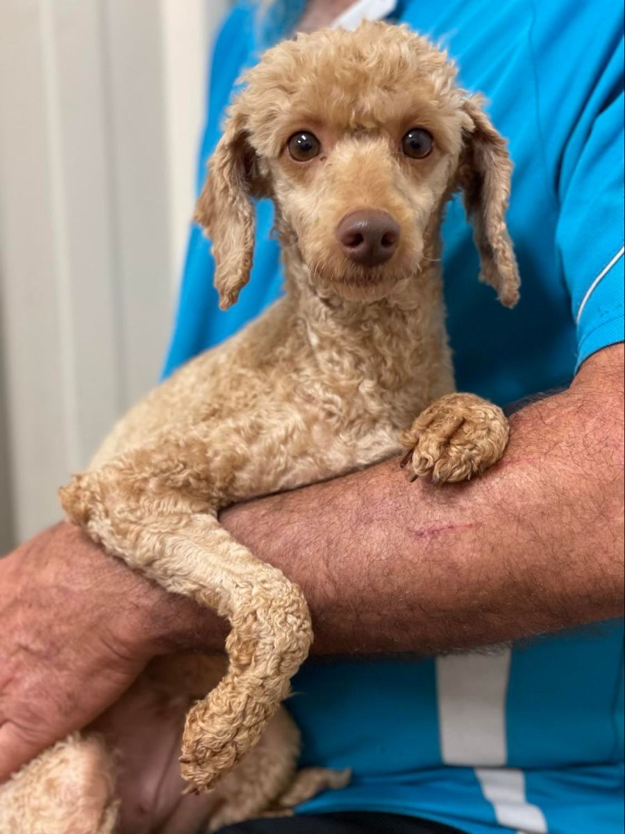 Princess - Small Female Poodle Dog in QLD - PetRescue