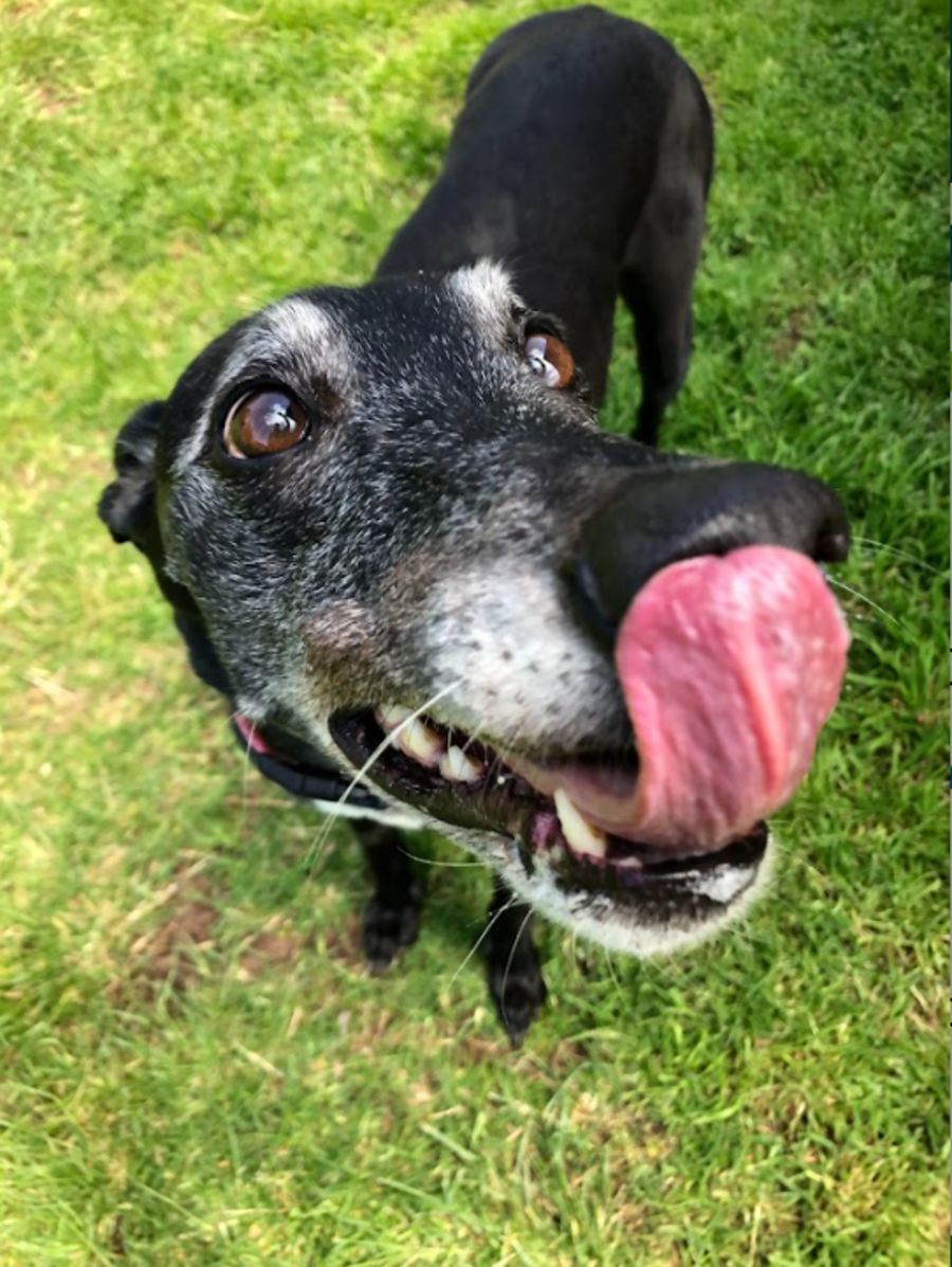 Ruby Doo - Large Female Greyhound Dog in NSW - PetRescue
