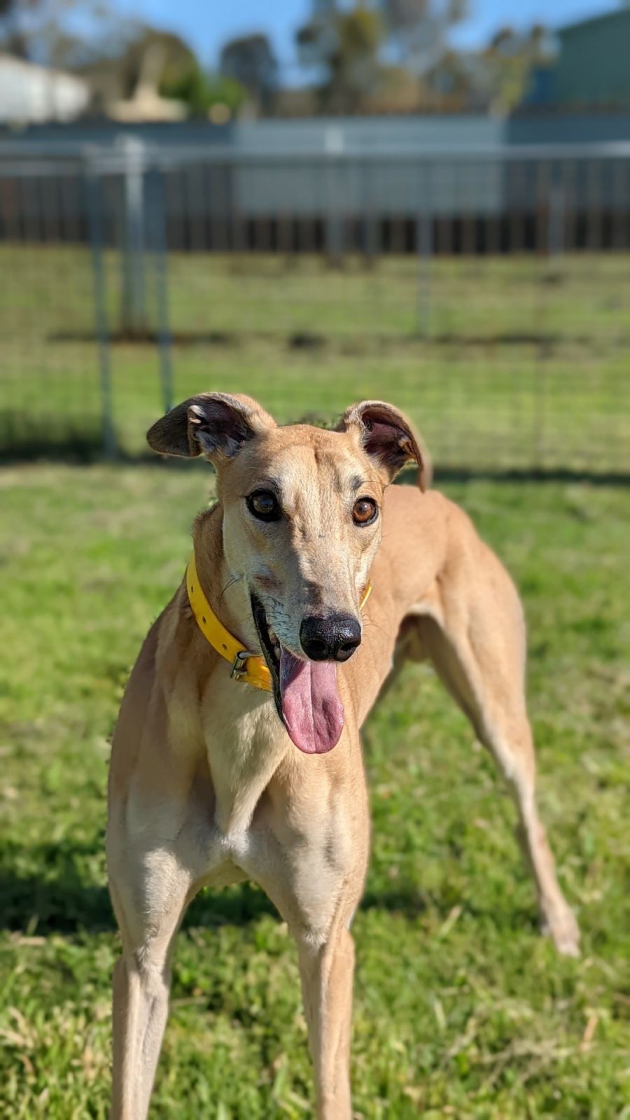 Chucky - Large Male Greyhound Dog in NSW - PetRescue