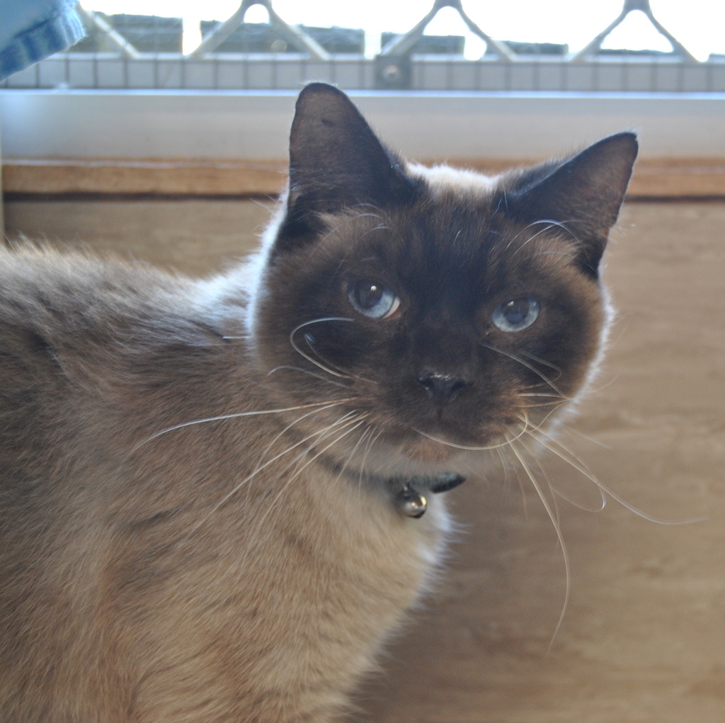 Vinnie - Male Siamese Mix Cat in QLD - PetRescue