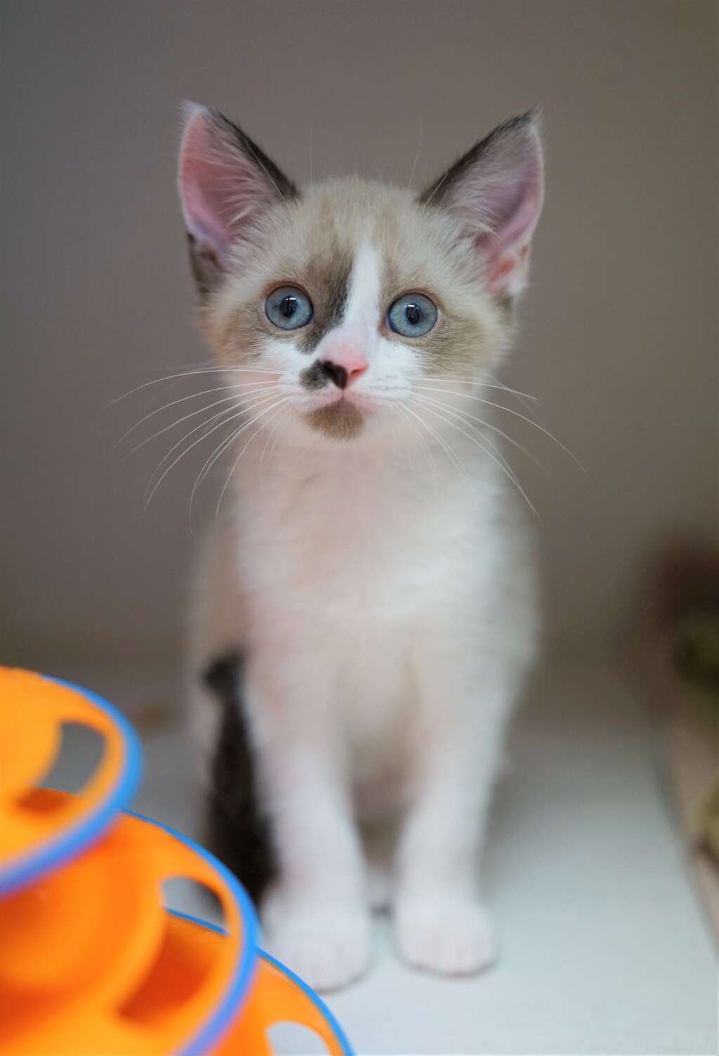 Zazu - Male Snowshoe Mix Cat in QLD - PetRescue