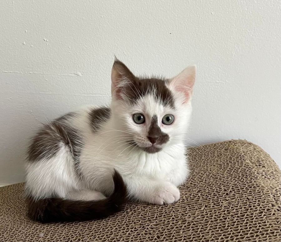 Spooky - Female Domestic Short Hair Cat in NSW - PetRescue