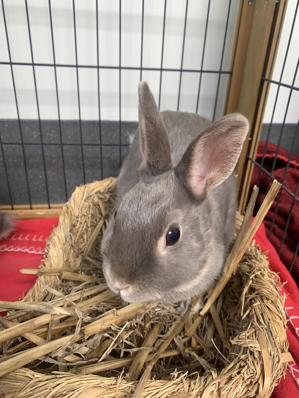 Cotton - Female Mini Rex x Netherland Dwarf Mix Rabbit in ACT - PetRescue