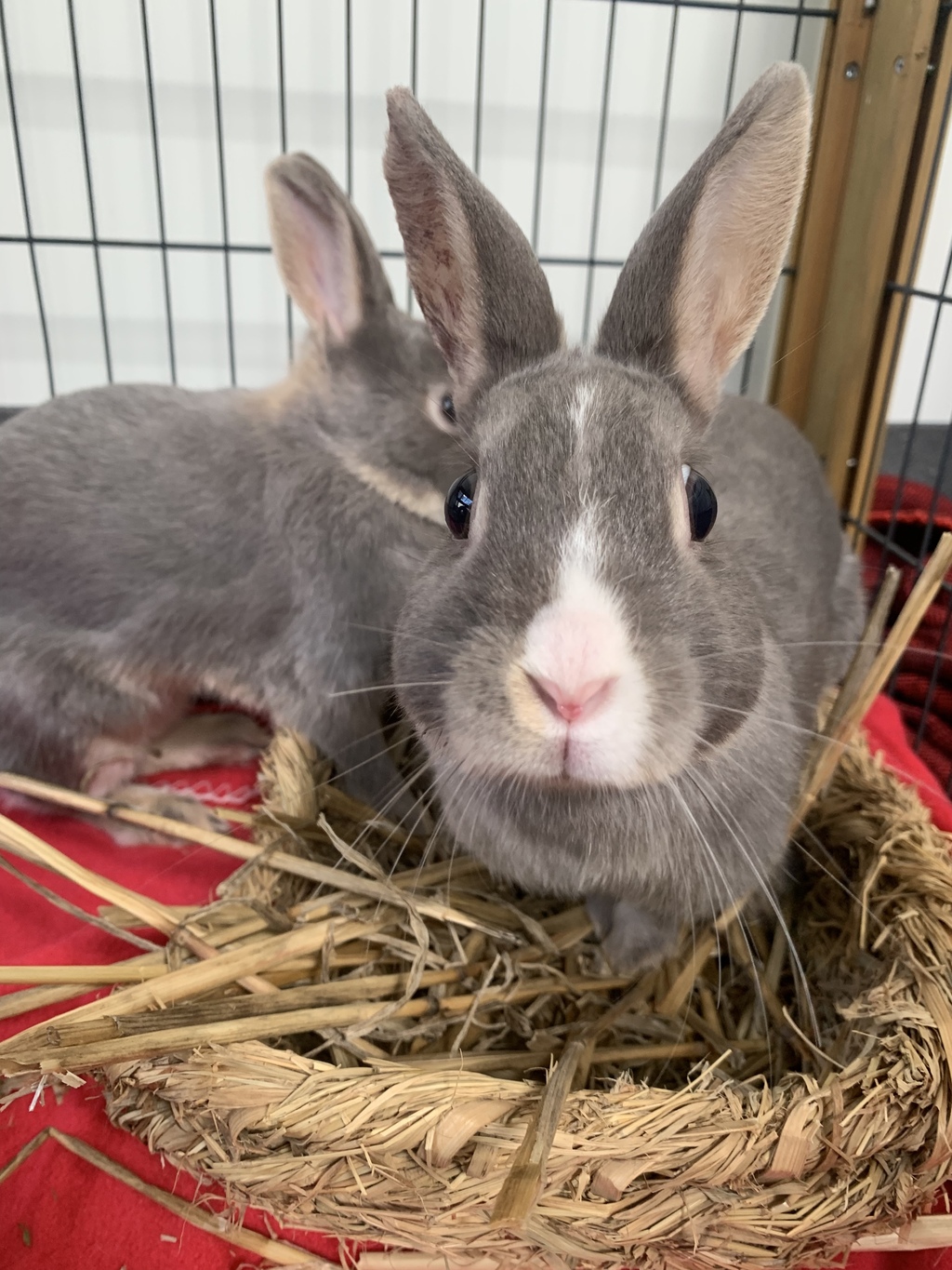 Carrots - Female Mini Rex x Netherland Dwarf Mix Rabbit in ACT - PetRescue