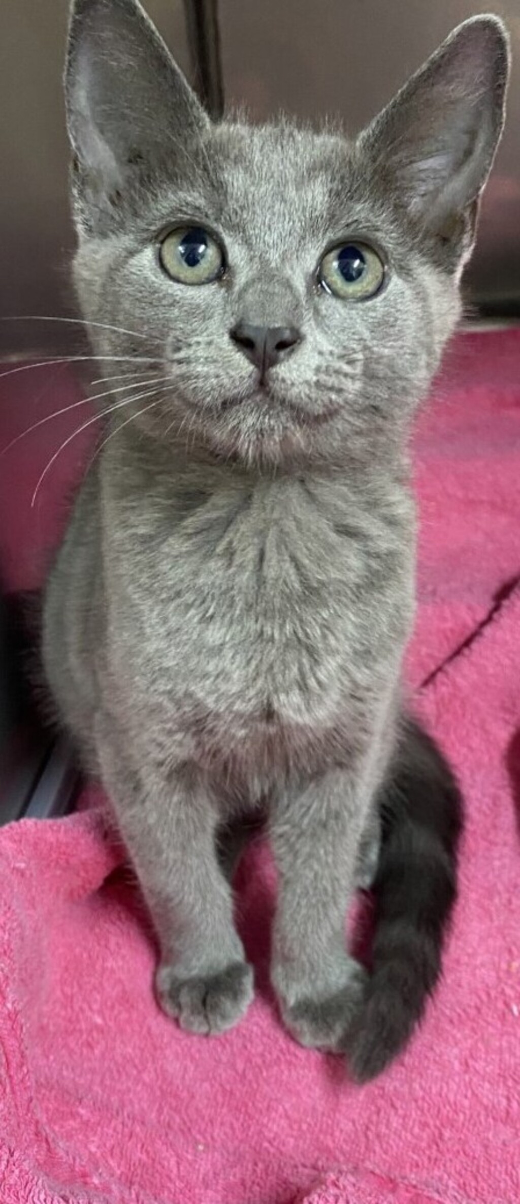 Leonard - Male Ragdoll x Russian Mix Cat in QLD - PetRescue