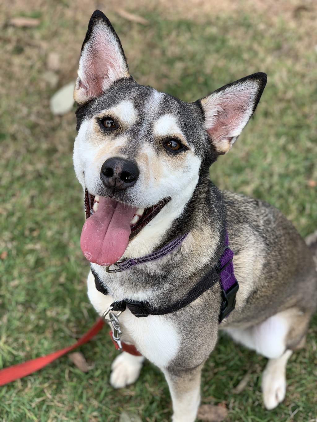 Koda - Medium Female Siberian Husky x English Staffordshire Bull ...
