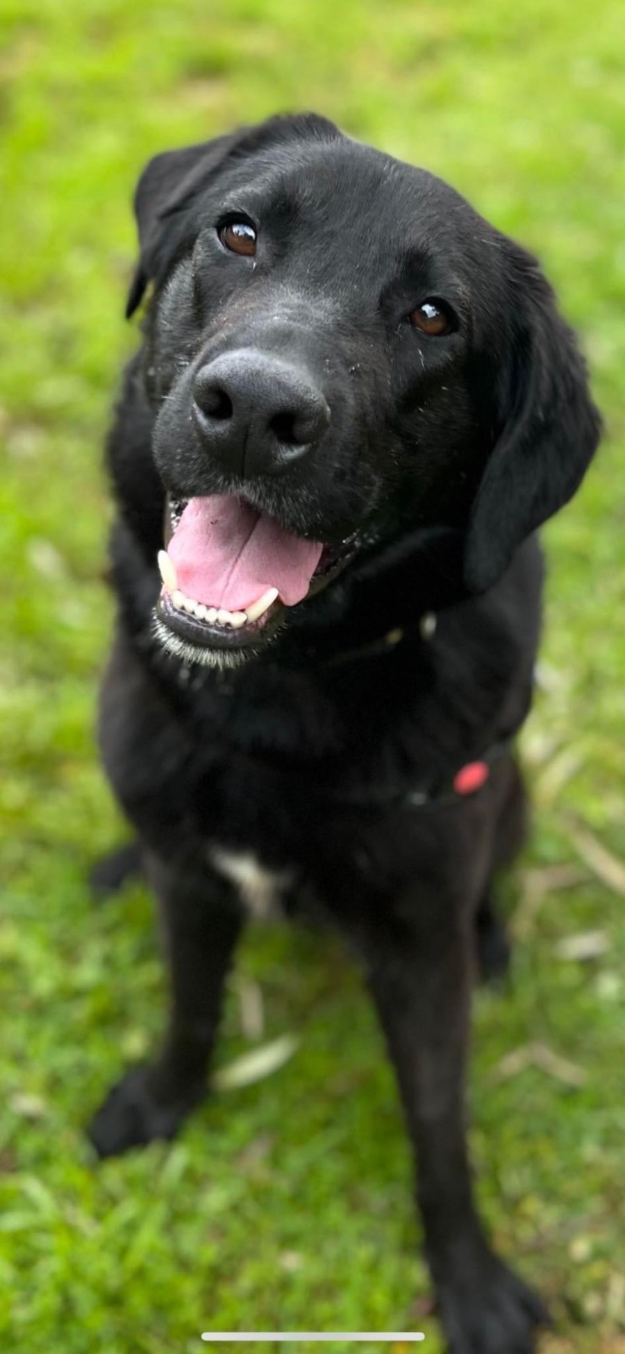 🧡🧡Cheeky - Medium Male Labrador Mix Dog in VIC - PetRescue