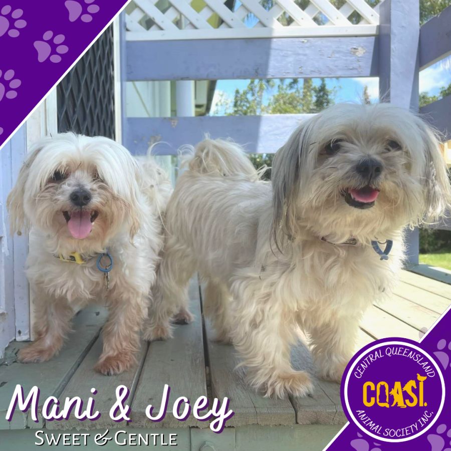Mani & Joey - Small Male Maltese Mix Dog in QLD - PetRescue