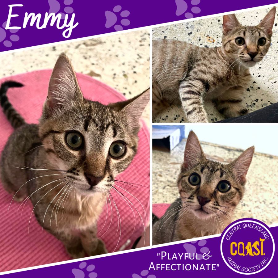 Emmy - Female Domestic Short Hair Cat in QLD - PetRescue