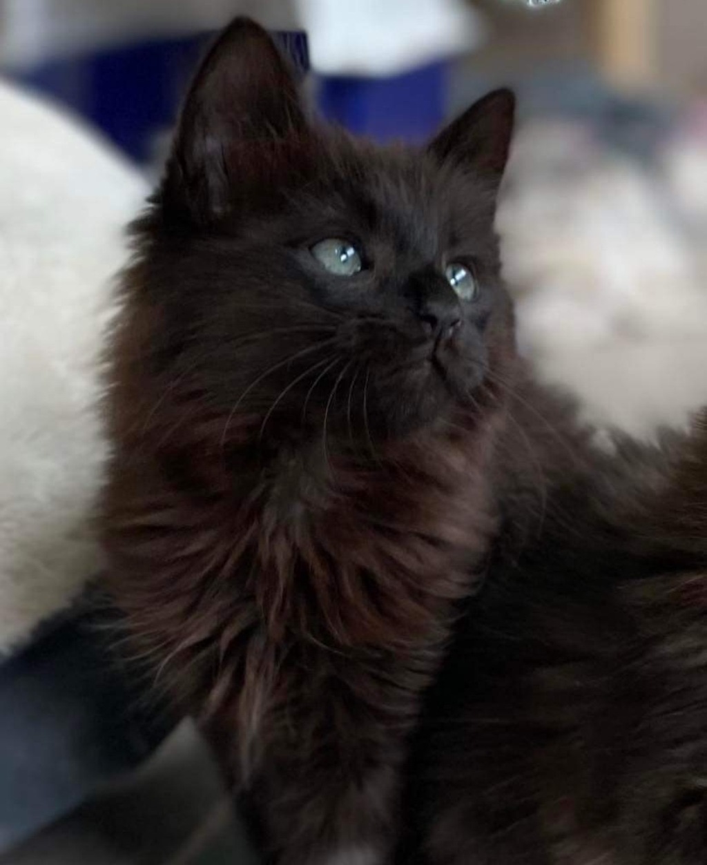 Blinky - Male Domestic Short Hair Mix Cat in NSW - PetRescue