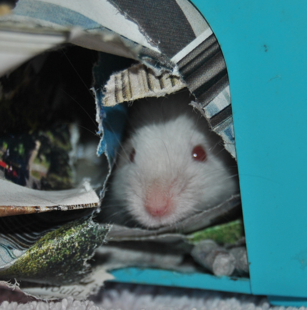 Oreo - Male Mouse Mix Rodent in QLD - PetRescue