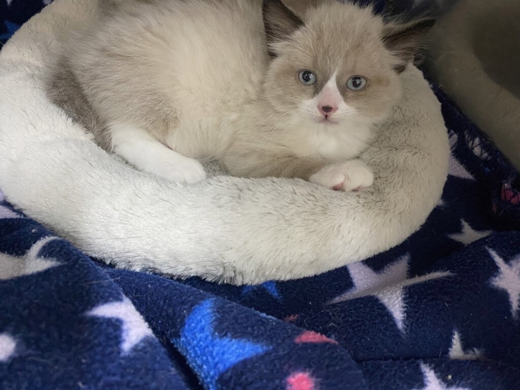 Cloudy - Male Burmese x Snowshoe Mix Cat in QLD - PetRescue