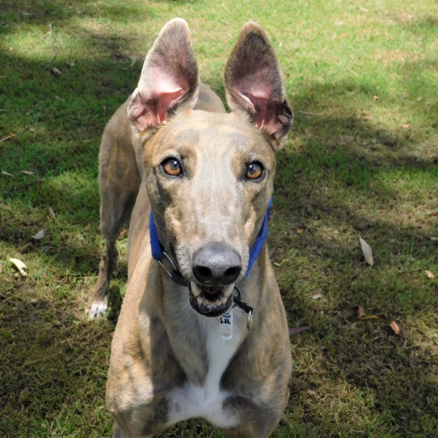 Emily - Medium Female Greyhound Dog in QLD - PetRescue