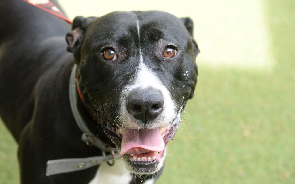 Dana - Medium Female Mastiff x American Staffy Mix Dog in VIC - PetRescue