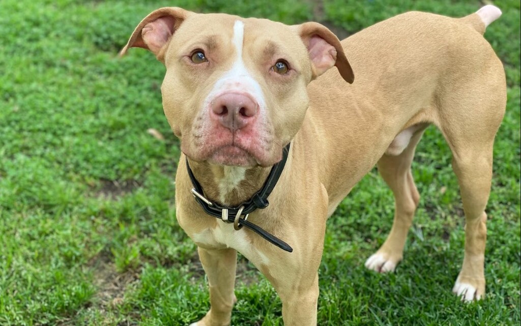 Zayn - Medium Male American Staffy Mix Dog in VIC - PetRescue