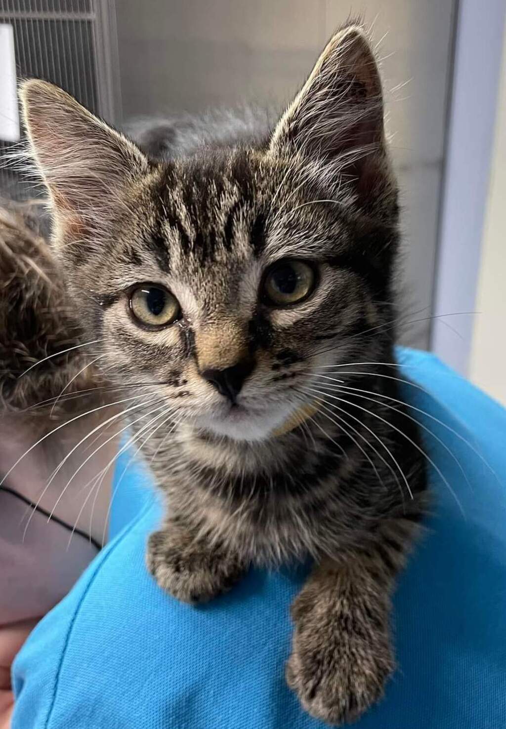 Mandarin - Male Domestic Short Hair Cat in ACT - PetRescue