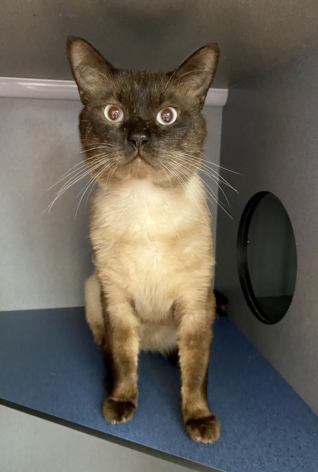Sir Augie - Male Tonkinese Mix Cat in QLD - PetRescue