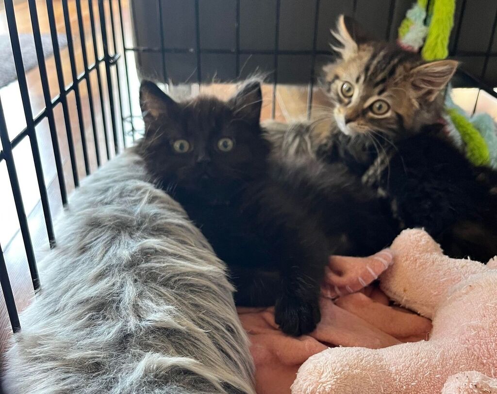 Isabelle - Female Dmh Mix Cat in VIC - PetRescue