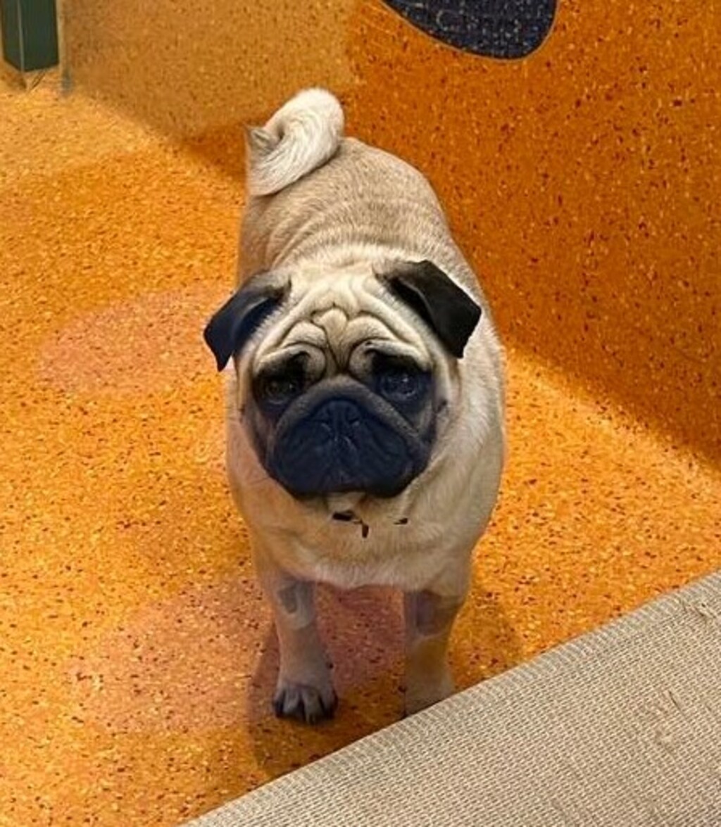 Gomez - Small Male Pug Dog in QLD - PetRescue