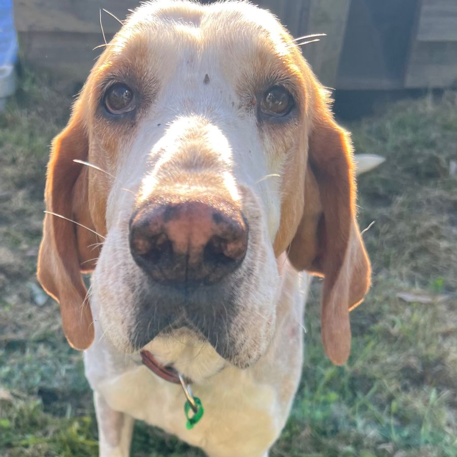 Gentleman Jack - Large Male Foxhound Dog in VIC - PetRescue