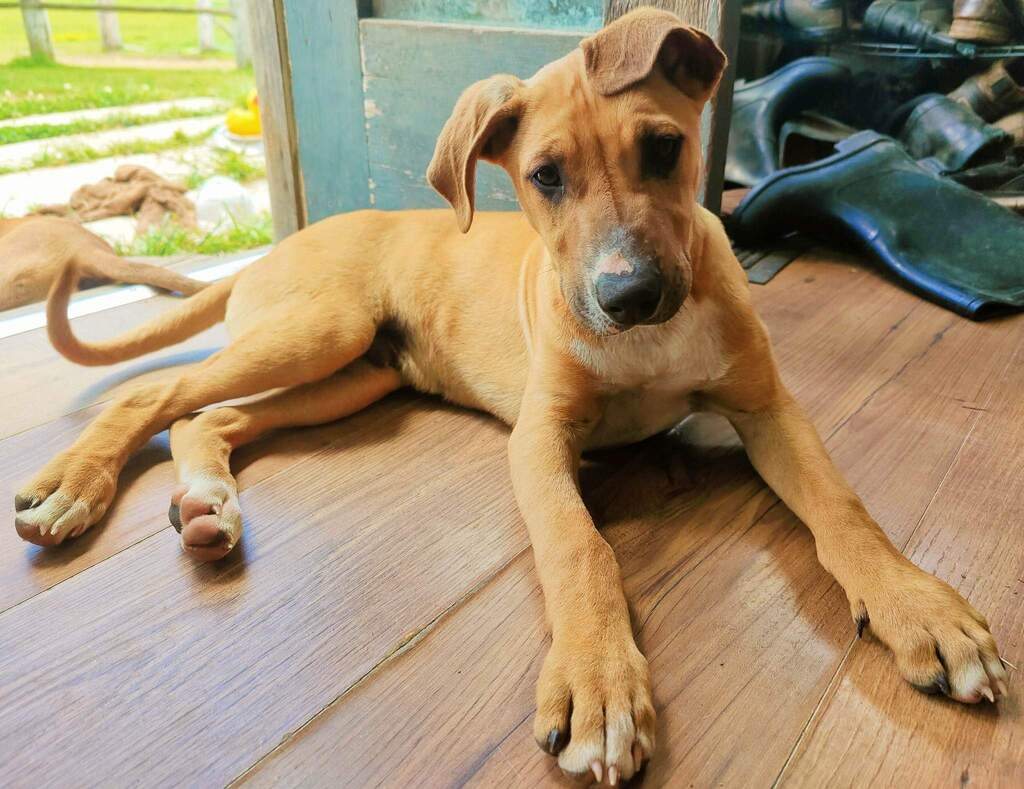 Ruger - Medium Male Bull Arab x Kelpie Mix Dog in NSW - PetRescue