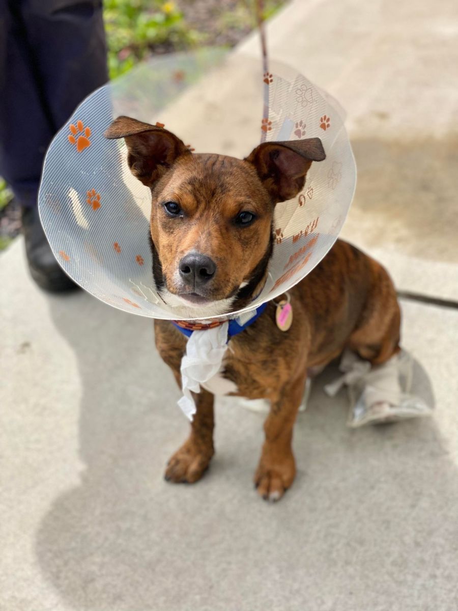 Shorty - Medium Male Staffy x Jack Russell Terrier Mix Dog in VIC ...