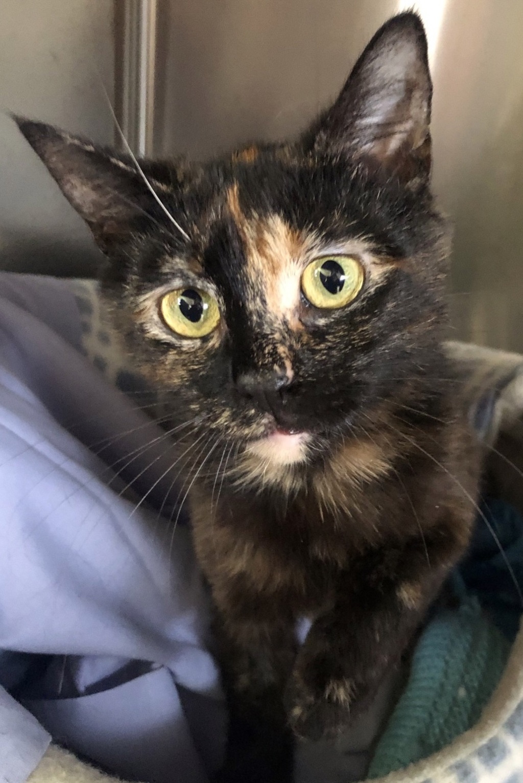 Leela - Female Domestic Short Hair Mix Cat in VIC - PetRescue