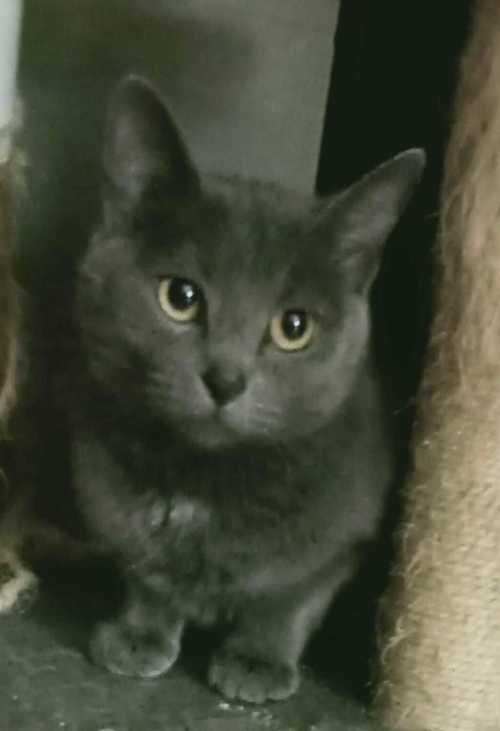 Gracie - Female Manx Mix Cat in QLD - PetRescue