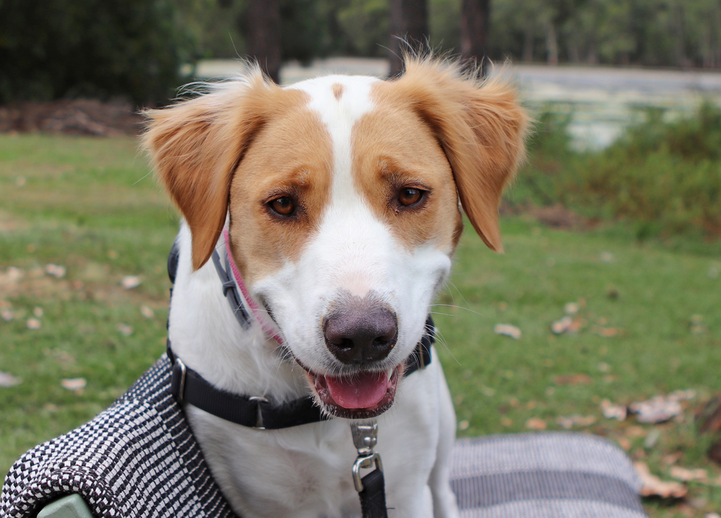 Rabbit - Large Female Brittany Spaniel Mix Dog in QLD - PetRescue