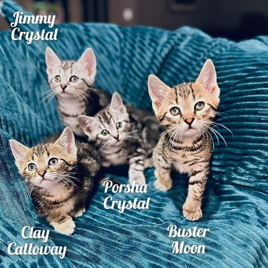 Porsche Crystal, Jimmy Crystal, Buster Moon & - Female Domestic Short ...