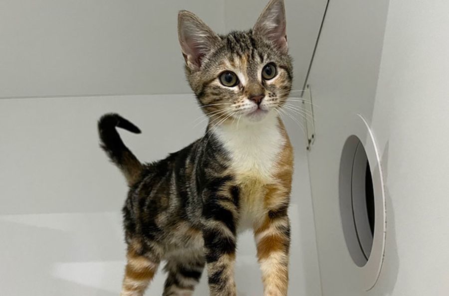 Falafel 10328 Campbelltown ACF - Female Domestic Short Hair Cat in NSW ...
