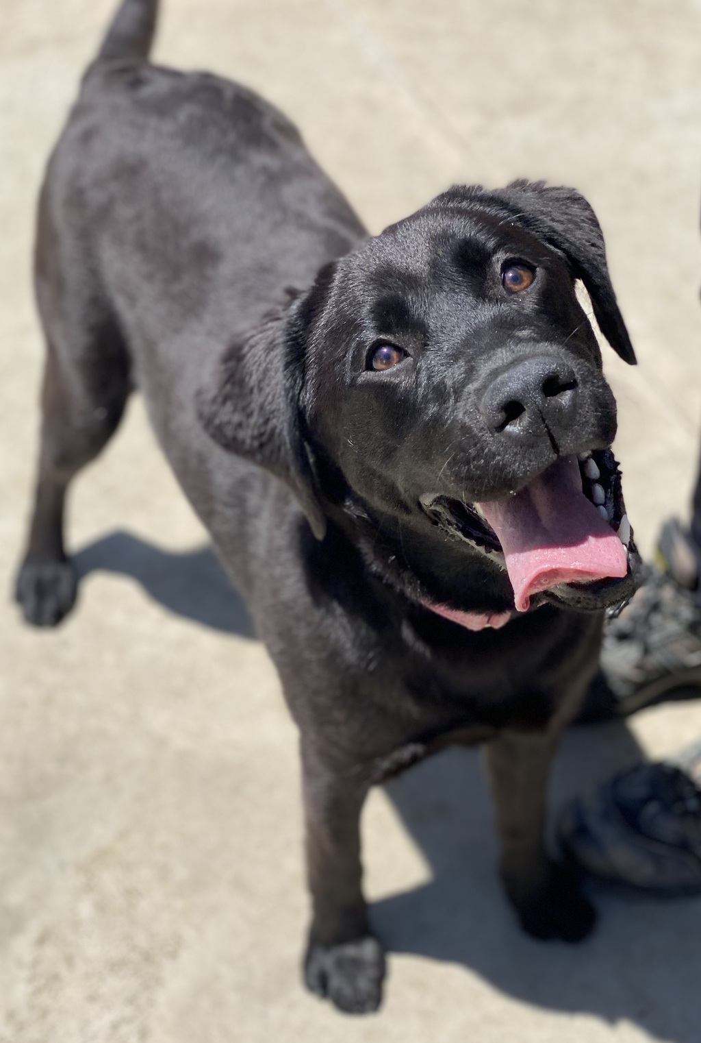 Khloe - Medium Female Labrador Mix Dog in VIC - PetRescue