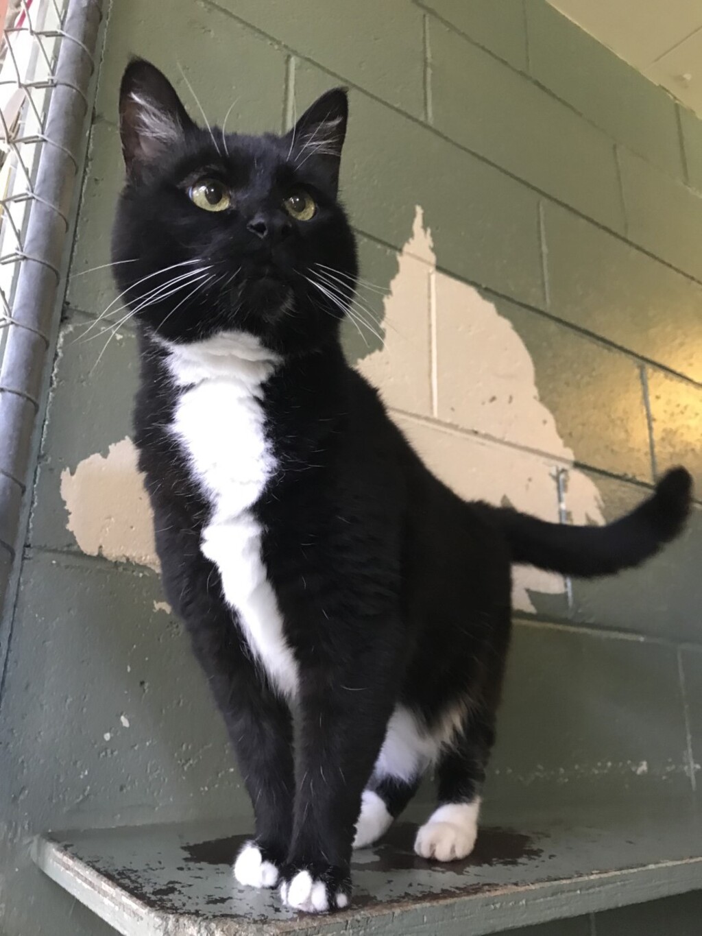 Pushka - Female Domestic Short Hair Cat in VIC - PetRescue