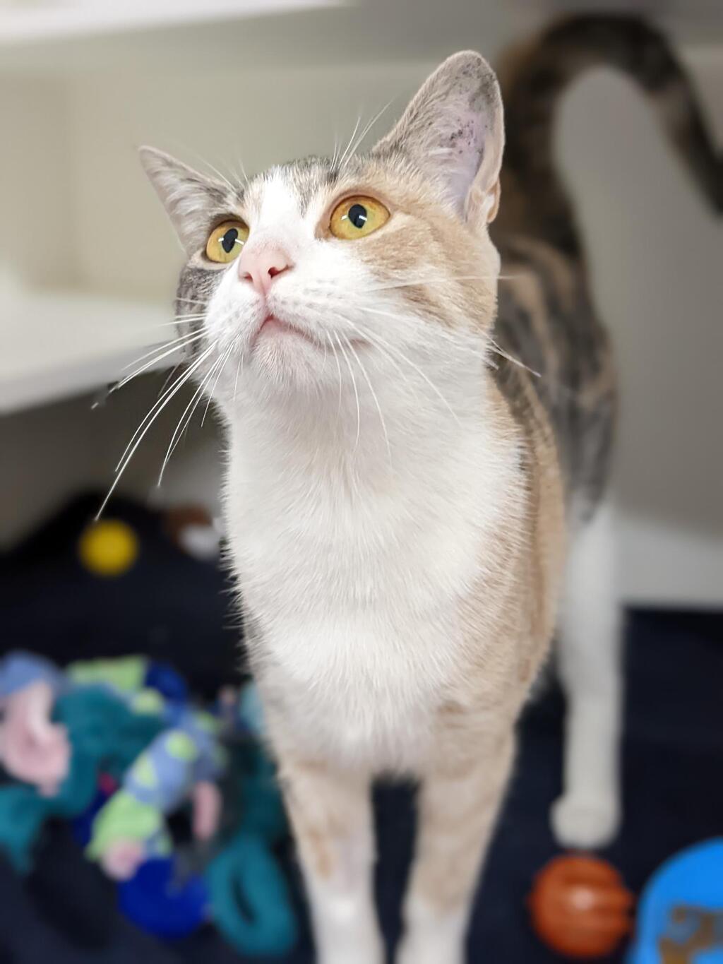 Celeste - Female Dsh Mix Cat in WA - PetRescue