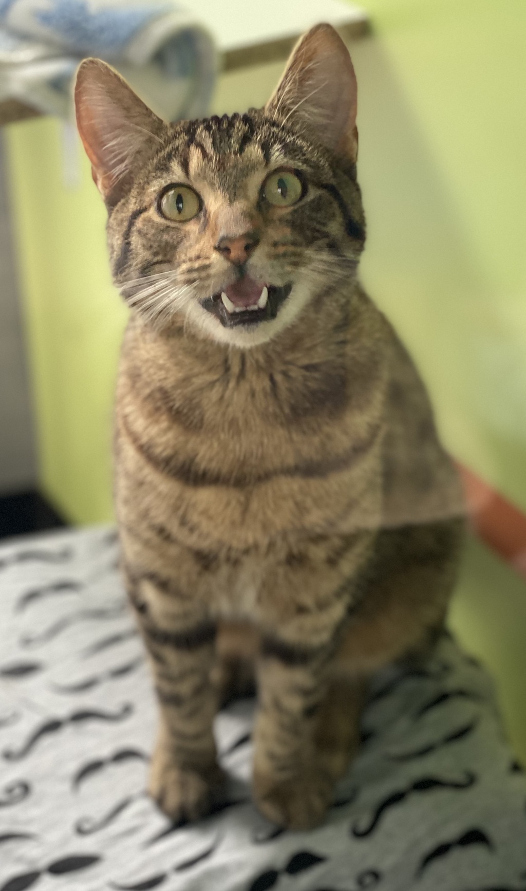 Rumple - Male Domestic Short Hair Mix Cat in VIC - PetRescue