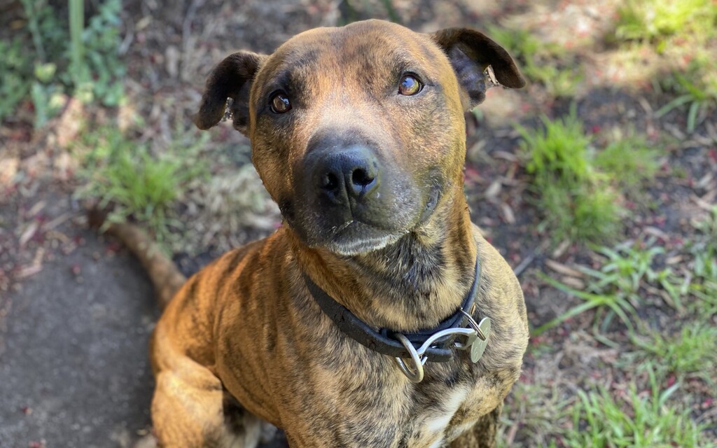 Astro - Large Male Staffy Mix Dog in VIC - PetRescue